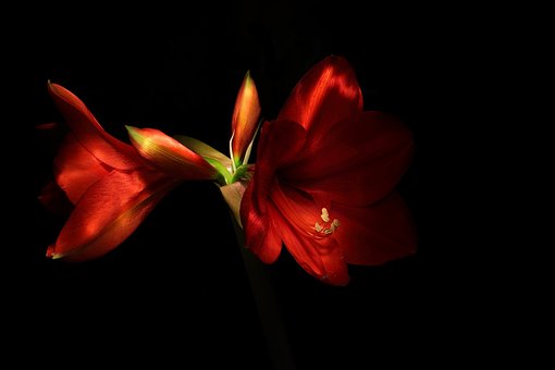 40+ Free Lowkey & Portrait Images - Pixabay