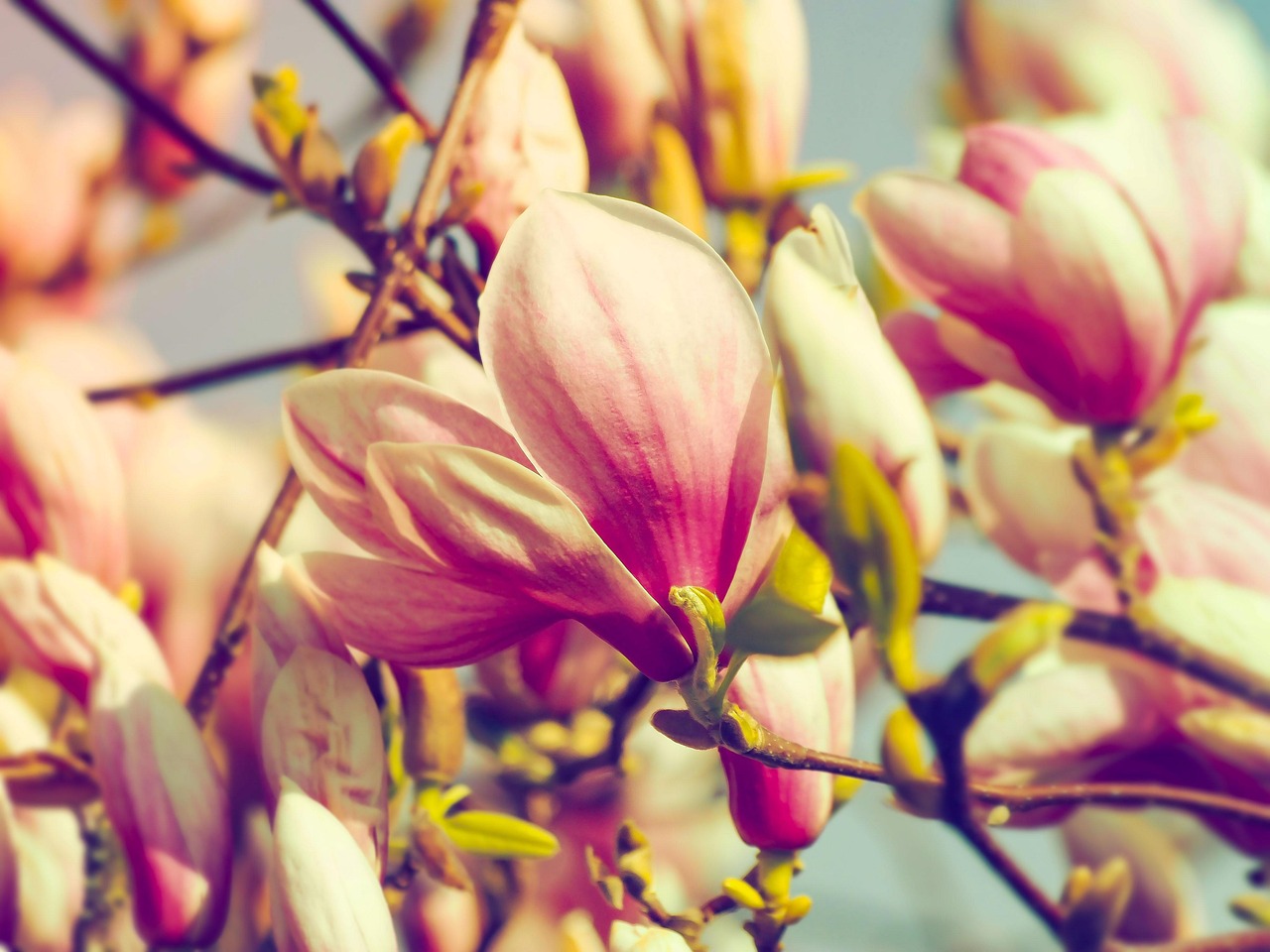 Magnolia Desktop Wallpaper