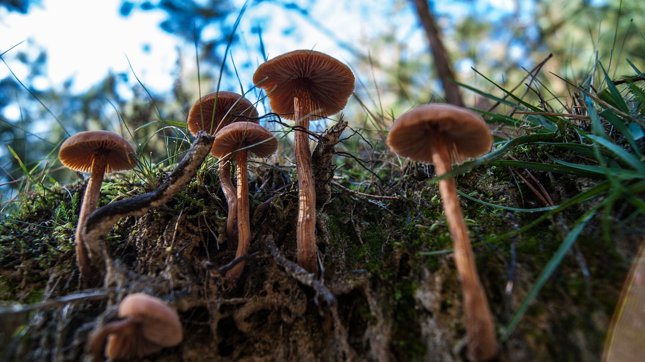 Champignons Forêt En Plein Air - Photo gratuite sur Pixabay - Pixabay