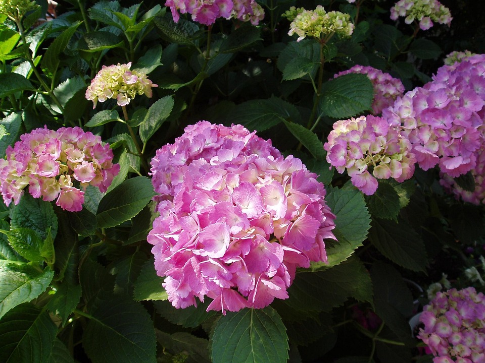 Hydrangea June Flower Japan - Free photo on Pixabay - Pixabay