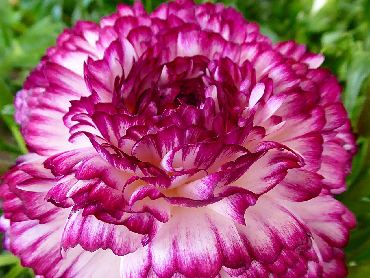Bunga Buttercup Musim Semi - Foto gratis di Pixabay - Pixabay