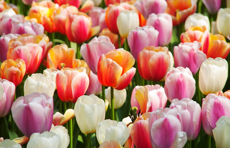 Flores Bombillas Naturaleza - Foto gratis en Pixabay - Pixabay