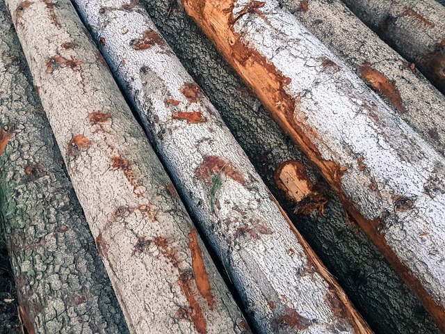 Madera Árboles Naturaleza Troncos - Foto gratis en Pixabay - Pixabay