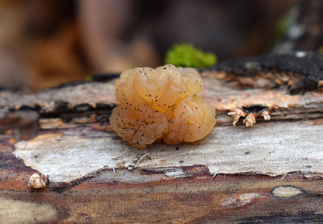 Jelly Fungus Fungi Plant - Free photo on Pixabay - Pixabay