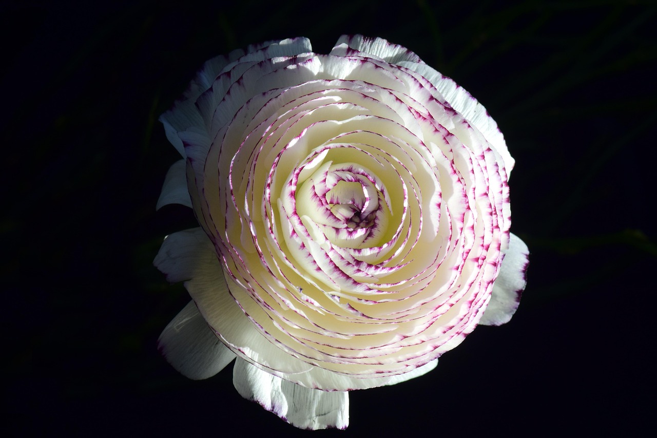 Renoncule Aisatischer - Photo gratuite sur Pixabay - Pixabay