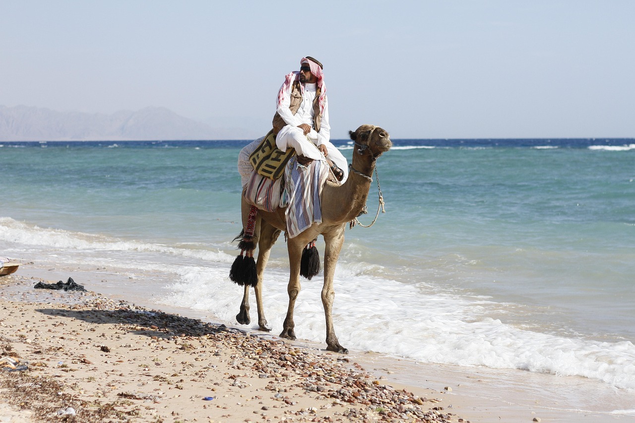 Animal Arabian Camel - Free photo on Pixabay - Pixabay