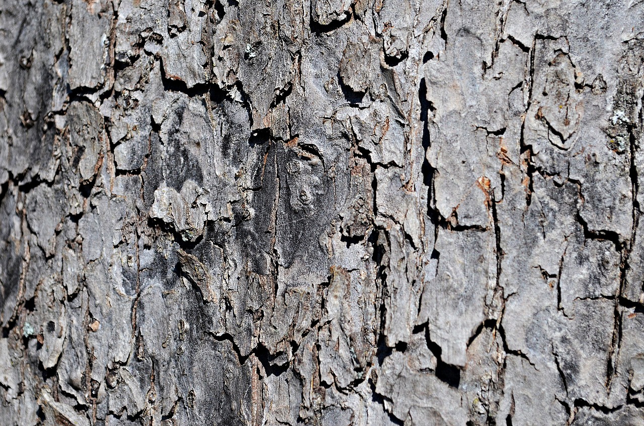 1,000+ Free Tree Bark Texture & Bark Images - Pixabay