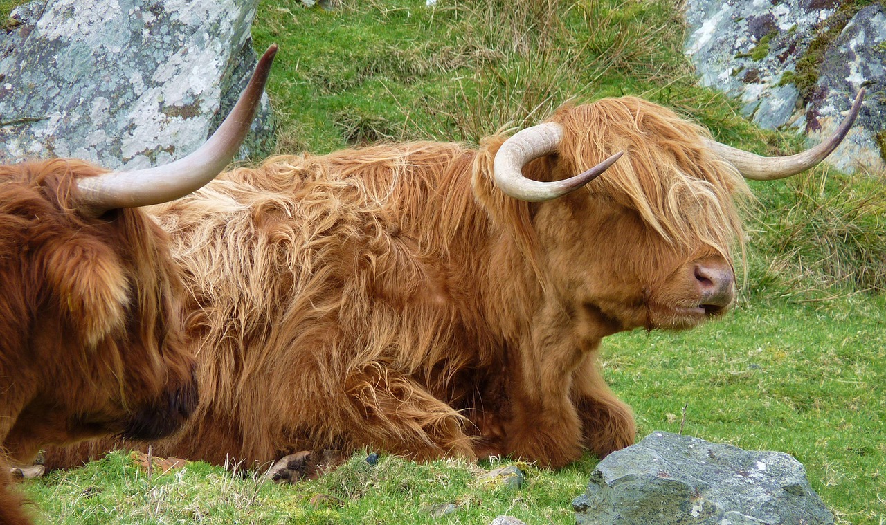 Highlandrind Animal Cow - Free photo on Pixabay - Pixabay
