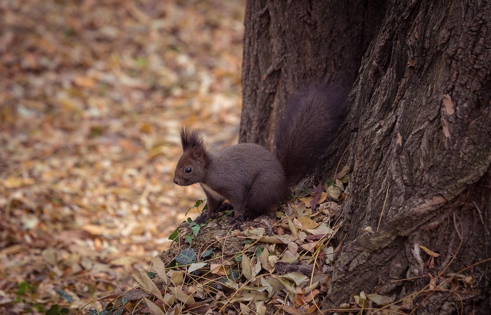 Animal Leaves Nature - Free photo on Pixabay - Pixabay