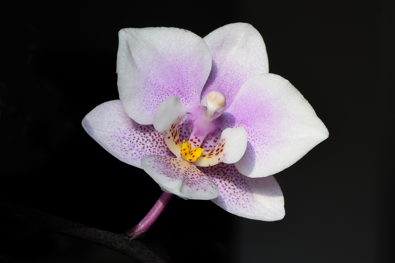 Orchid Flower Macro - Free photo on Pixabay