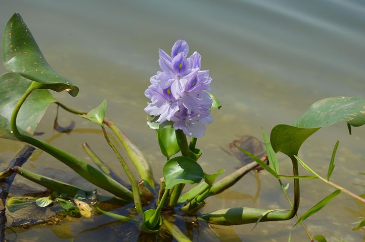 70+ Free Water Hyacinth & Nature Images - Pixabay