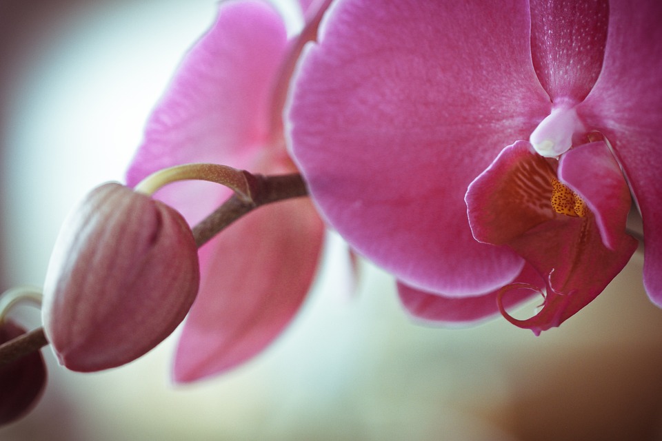 Orchidée Fleur Nature - Photo gratuite sur Pixabay - Pixabay