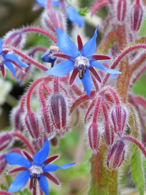 Borago Officinalis Borraja Flor - Foto gratis en Pixabay - Pixabay