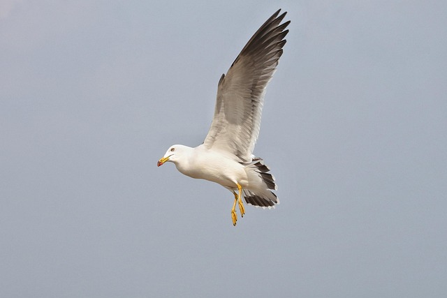 Animal Sea Gull Mouette Oiseau De - Photo gratuite sur Pixabay - Pixabay