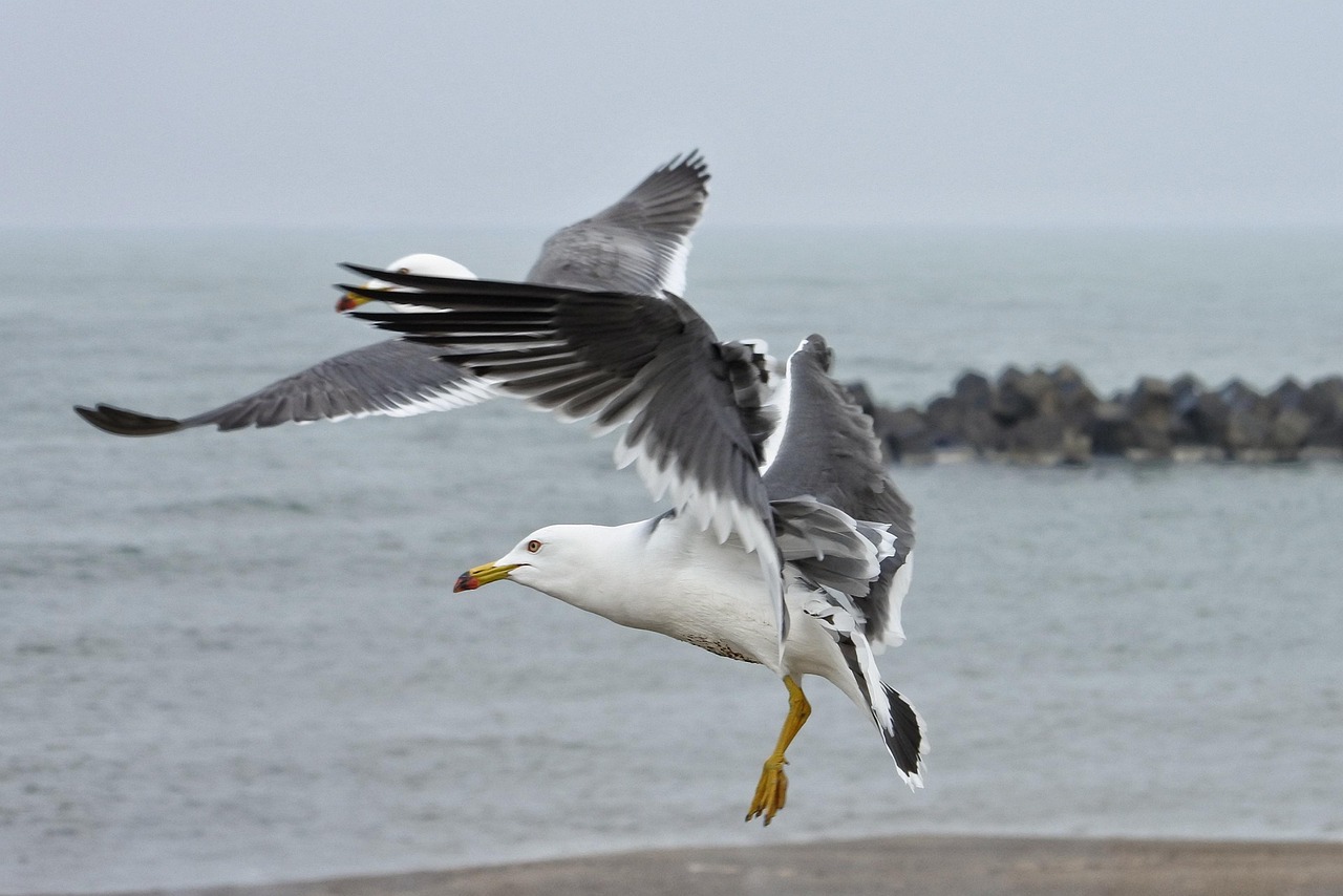 Animal Mar Playa - Foto gratis en Pixabay - Pixabay