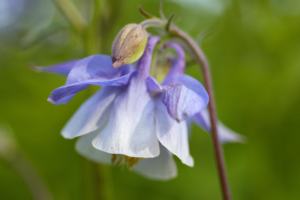 Aquilega Vulgaris Columbine Flor - Foto gratis en Pixabay - Pixabay