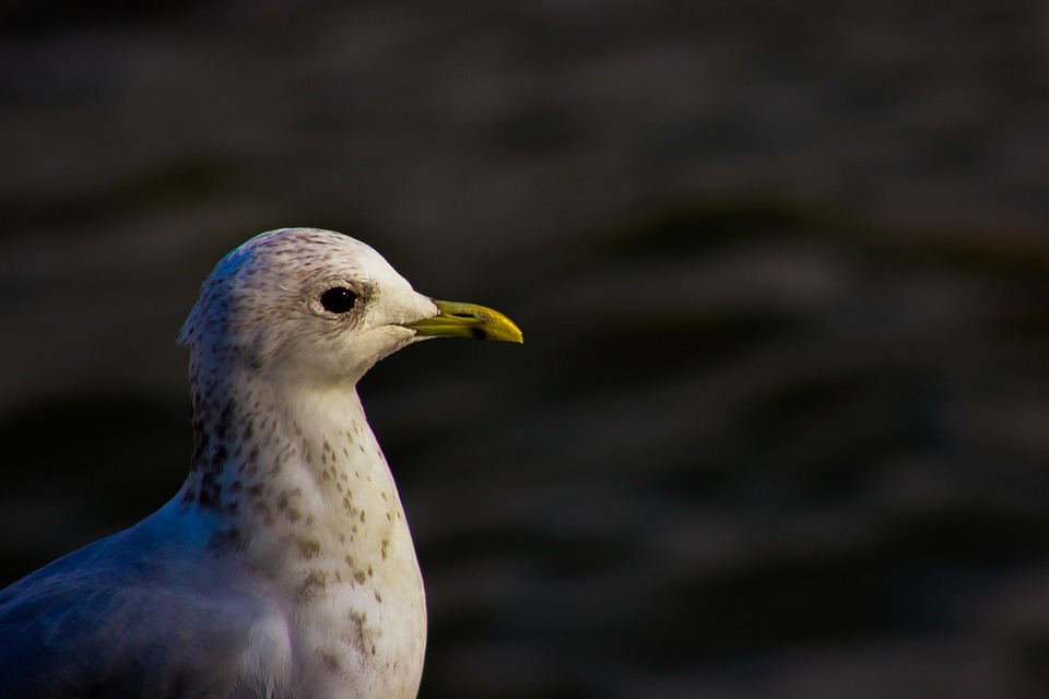 Seagull Bird Nature - Free photo on Pixabay