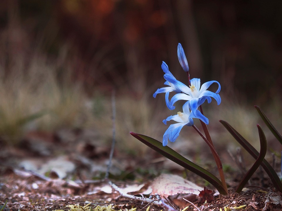 Jardin Le Printemps Nature - Photo gratuite sur Pixabay - Pixabay