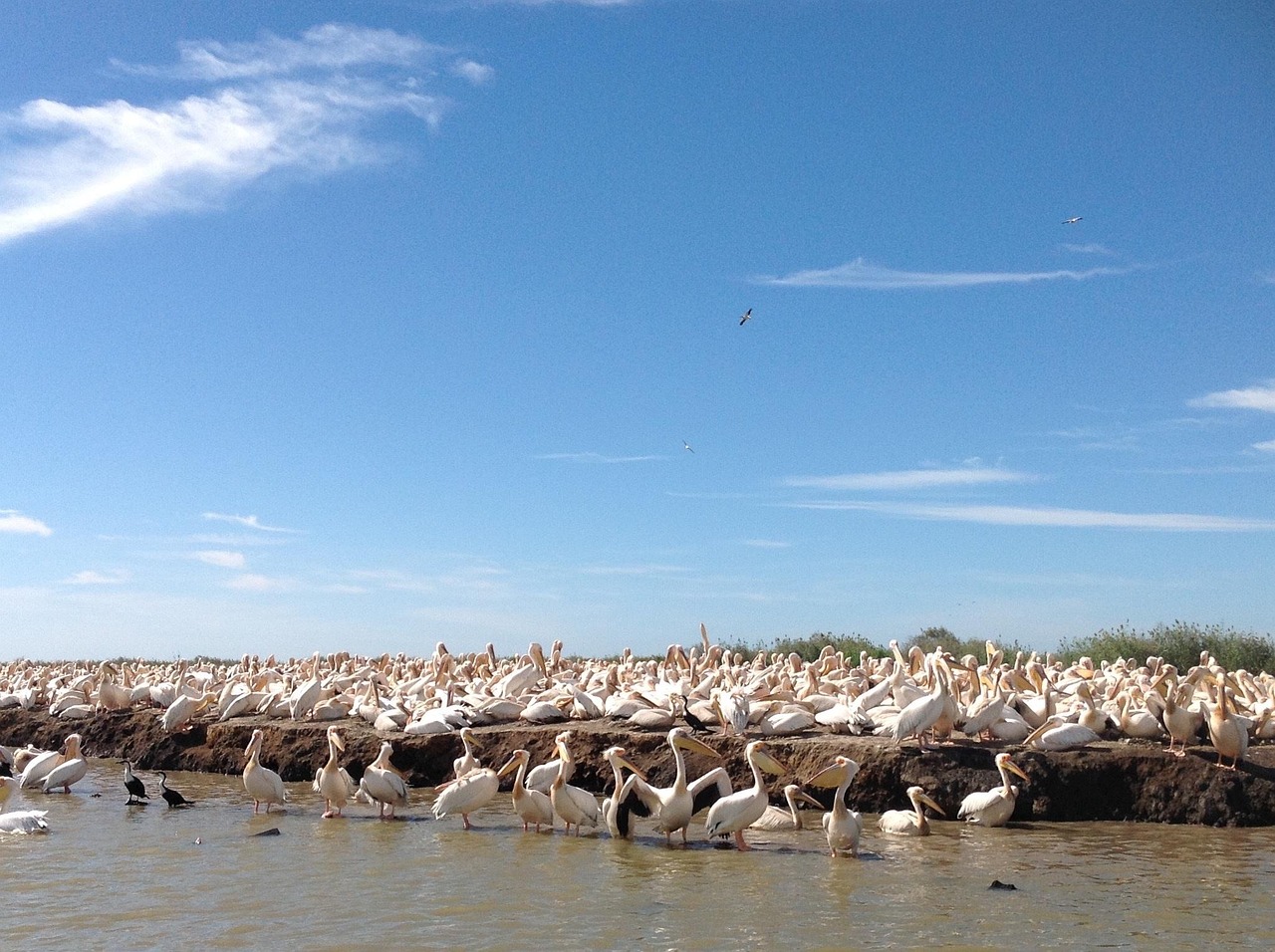 200+ Free Pelicans Flying & Pelican Images - Pixabay