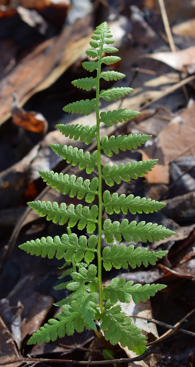 ที่เพิ่งถูณเห็นโผล่ขึ้นมา Fern - ภาพฟรีบน Pixabay - Pixabay