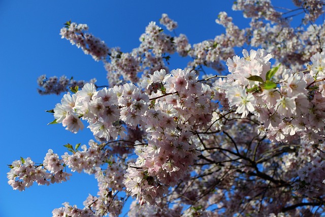 Flor De Almendro Arbol - Foto gratis en Pixabay - Pixabay