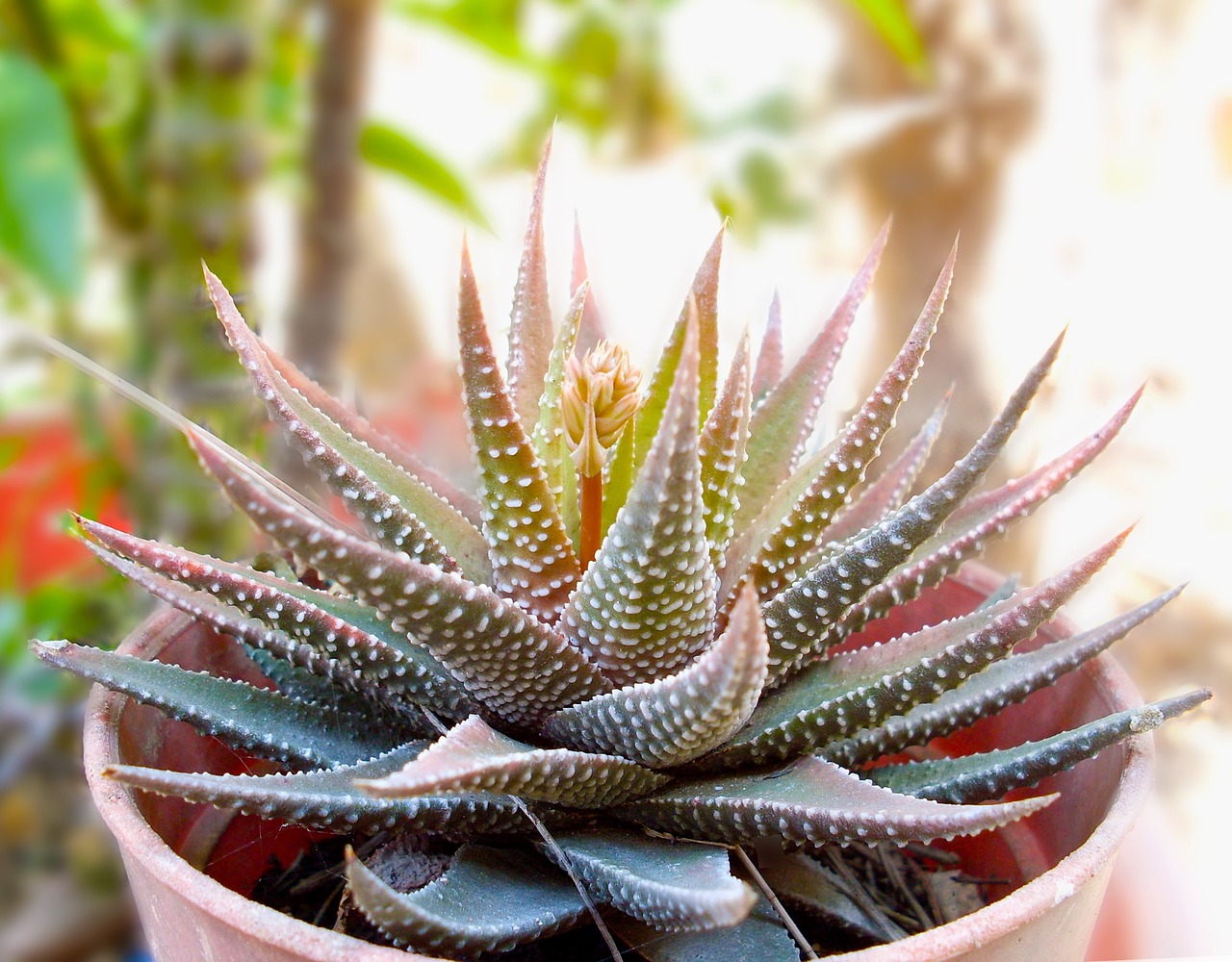 5,000+ Succulent Pictures & Images [HD] - Pixabay