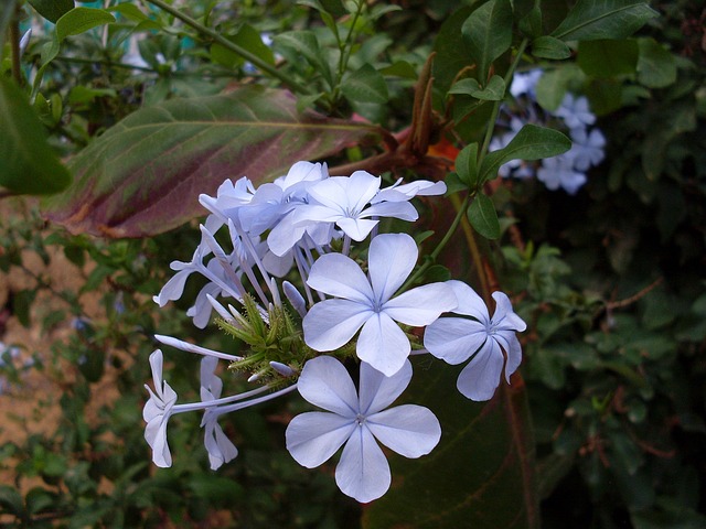 Blue Flower Lilac Wild - Free photo on Pixabay - Pixabay