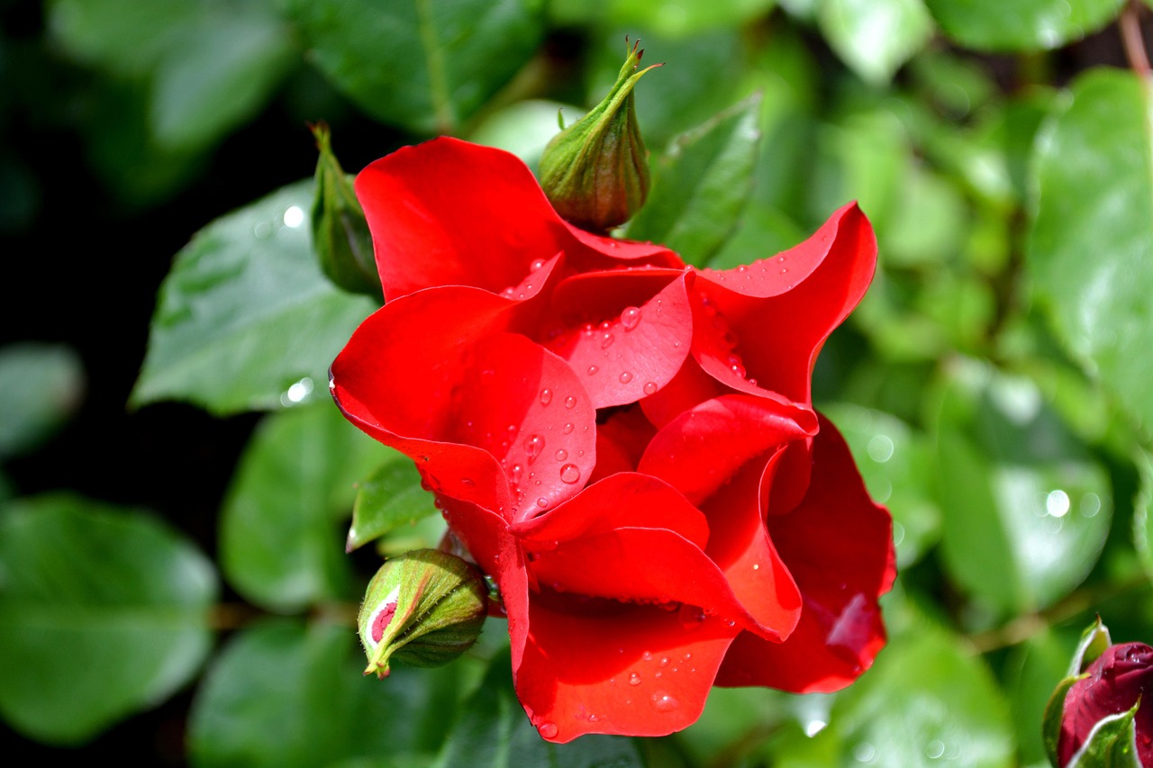 Rosa Roja Flor - Foto gratis en Pixabay - Pixabay