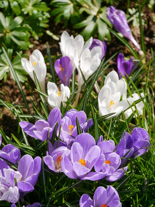 Crocus Spring Meadow - Free photo on Pixabay - Pixabay