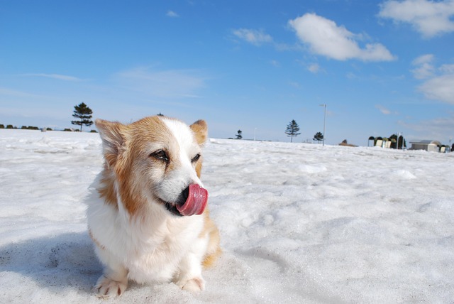 Corgi Anjing Langit Biru - Foto gratis di Pixabay - Pixabay