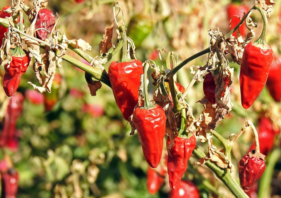 Chilli Seasoning Sharp - Free photo on Pixabay