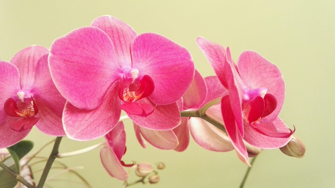 Butterfly Orchid Orchids - Free photo on Pixabay