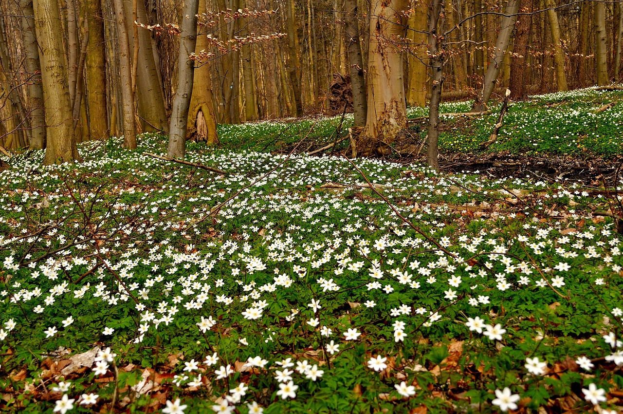 Anêmonas Floresta Primavera - Foto gratuita no Pixabay - Pixabay