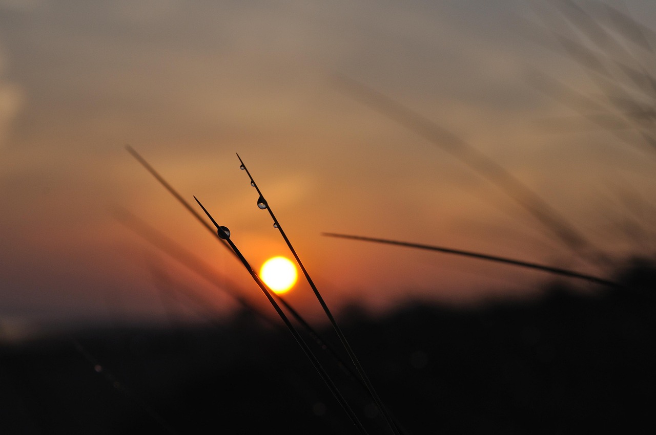 Morning Mood Sunrise Backlighting - Free photo on Pixabay - Pixabay