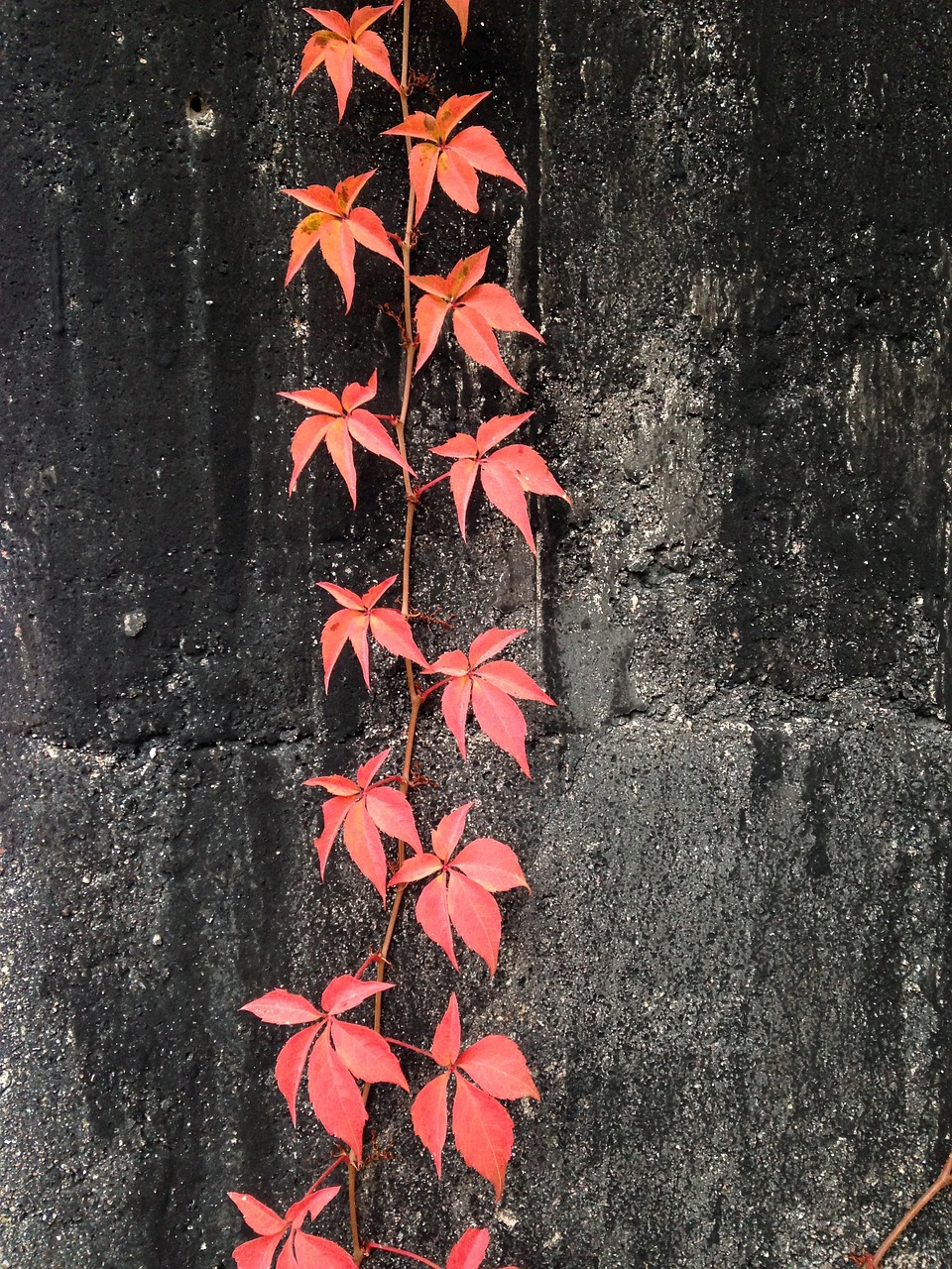 Enredadera De Virginia Pared Rojo - Foto gratis en Pixabay - Pixabay
