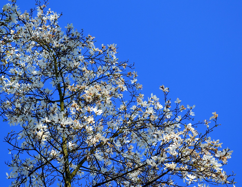 Magnolia Arbre De Le - Photo gratuite sur Pixabay - Pixabay