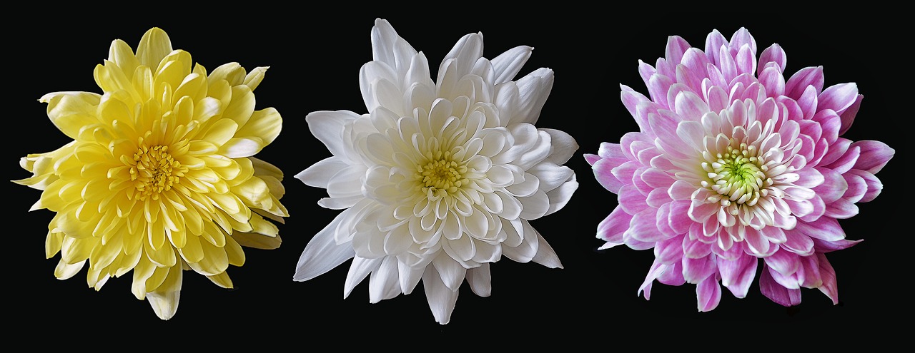 4,000+ Free Chrysanthemums & Nature Images - Pixabay