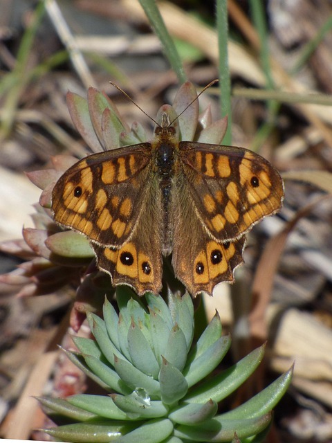 Butterfly Pararge Aegeria Bruna - Free photo on Pixabay - Pixabay
