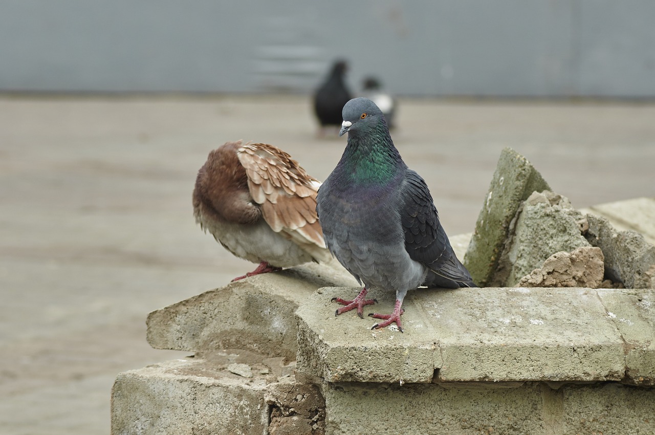 Pombo Pássaro Corrida De Penas - Foto gratuita no Pixabay - Pixabay