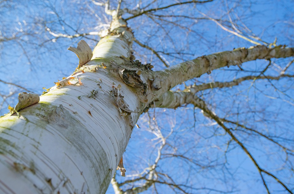 Tree Crown Spring - Free photo on Pixabay - Pixabay