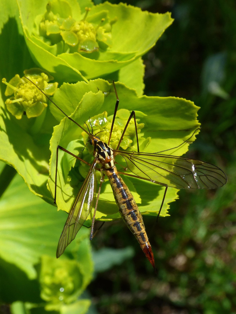 20+ Free Tipulidae & Insect Images - Pixabay