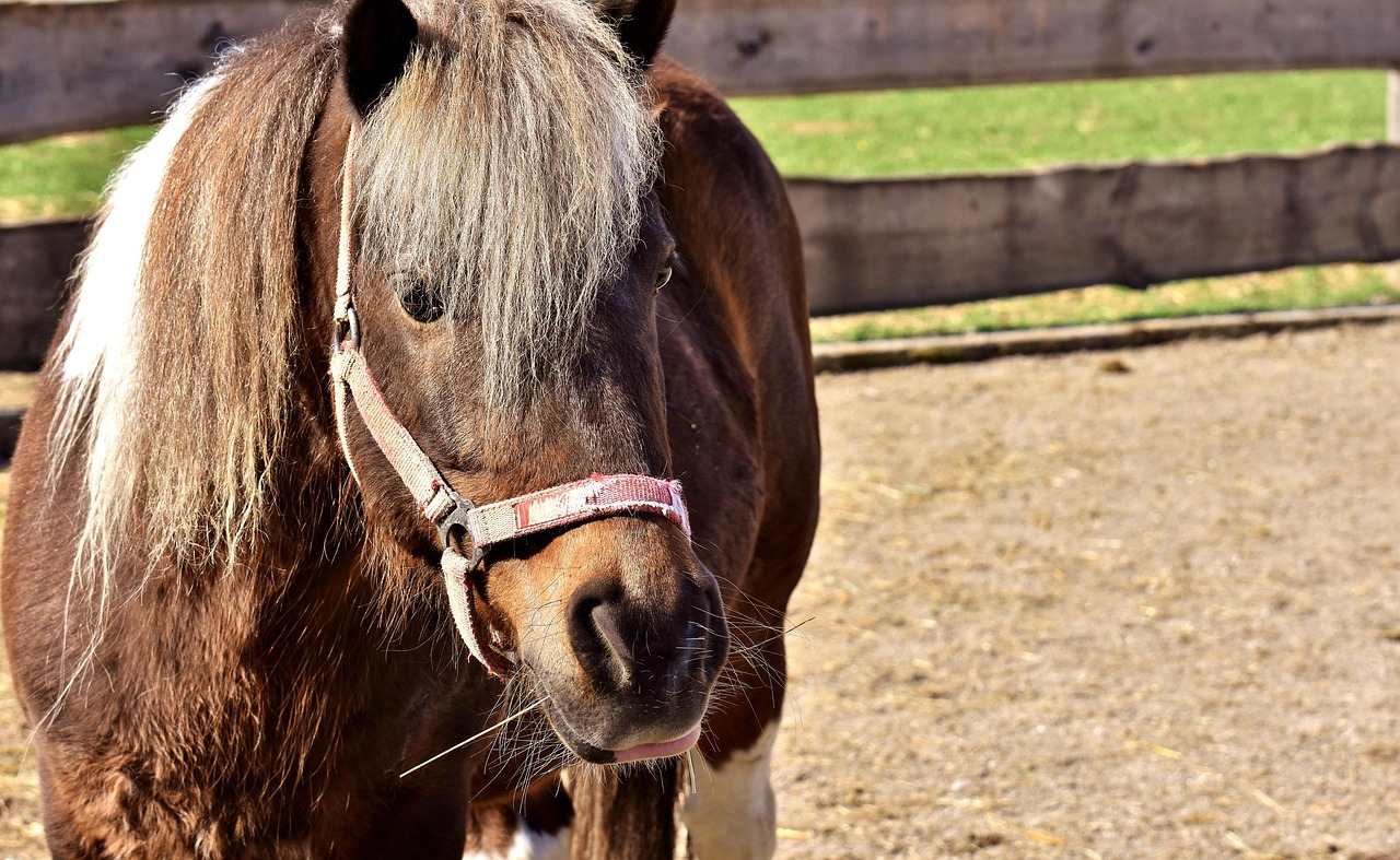 Horse Animal Pony - Free photo on Pixabay - Pixabay