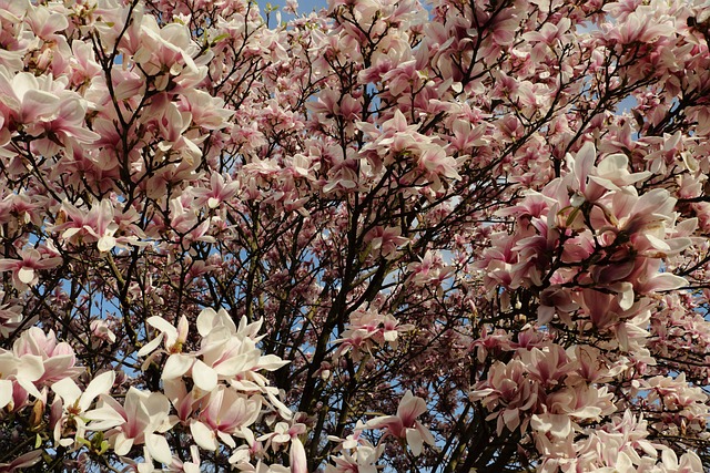 Magnolien Magnolienbaum Frühling - Kostenloses Foto auf Pixabay - Pixabay