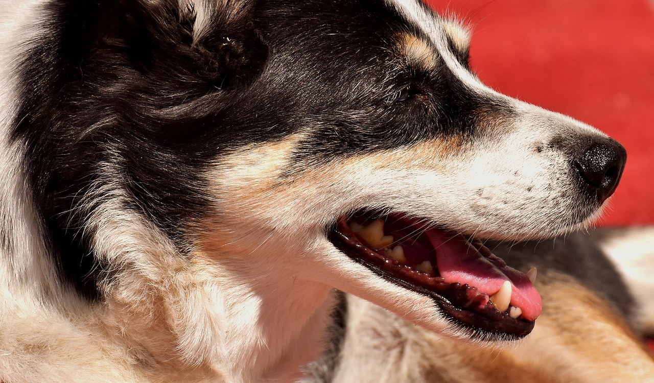Dog Domestic Animal - Free photo on Pixabay - Pixabay