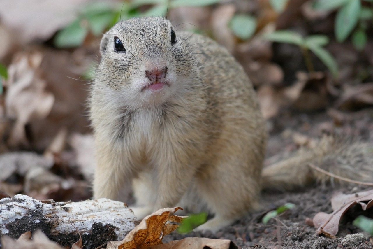 Animal Ground Squirrel Croissant - Free photo on Pixabay - Pixabay