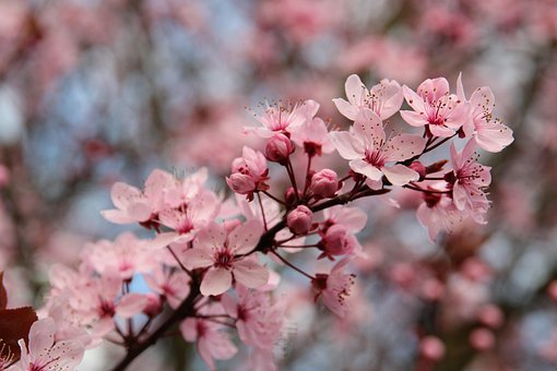 60+ gratis bilder av Blodplomme og Vår - Pixabay