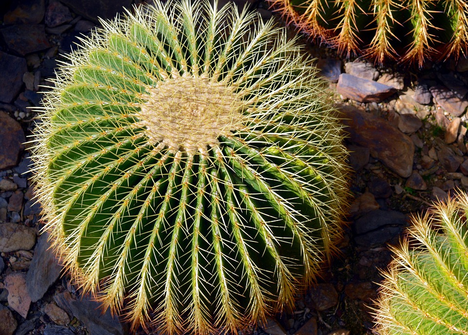 Cactus Spur Plant - Free photo on Pixabay