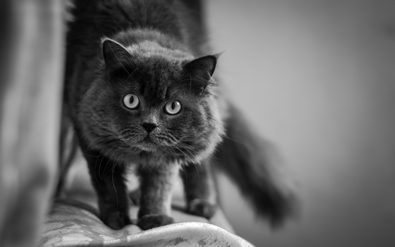 Cat Eyes Stare Free Photo On Pixabay