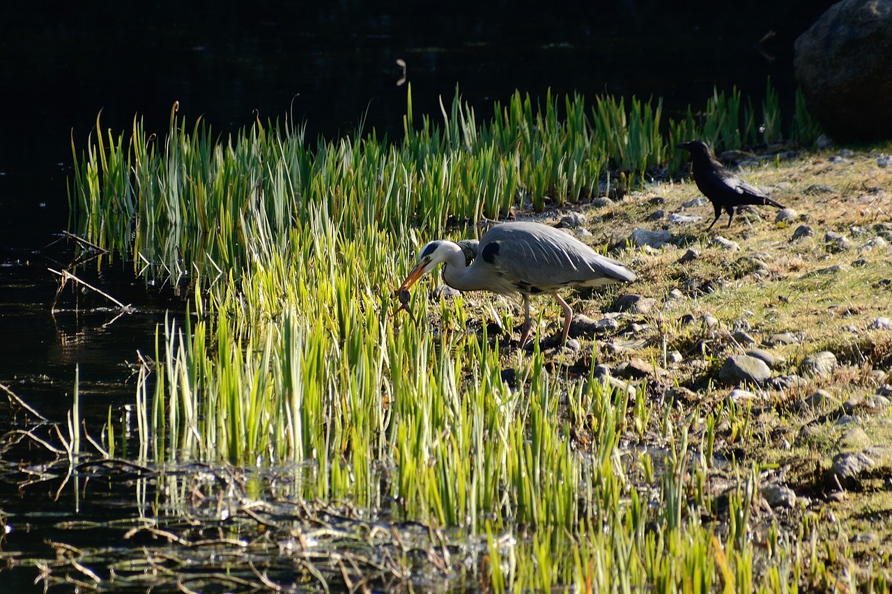 Garza Heron Pájaro - Foto gratis en Pixabay - Pixabay