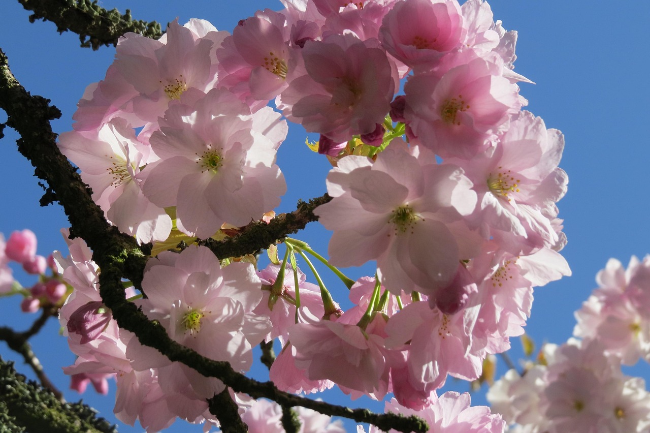 Flor De Cerezo Naturaleza - Foto gratis en Pixabay - Pixabay